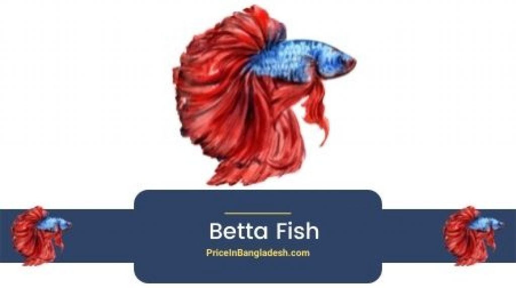 8 Most Used Aquarium Fish Price In Bangladesh Best 2025